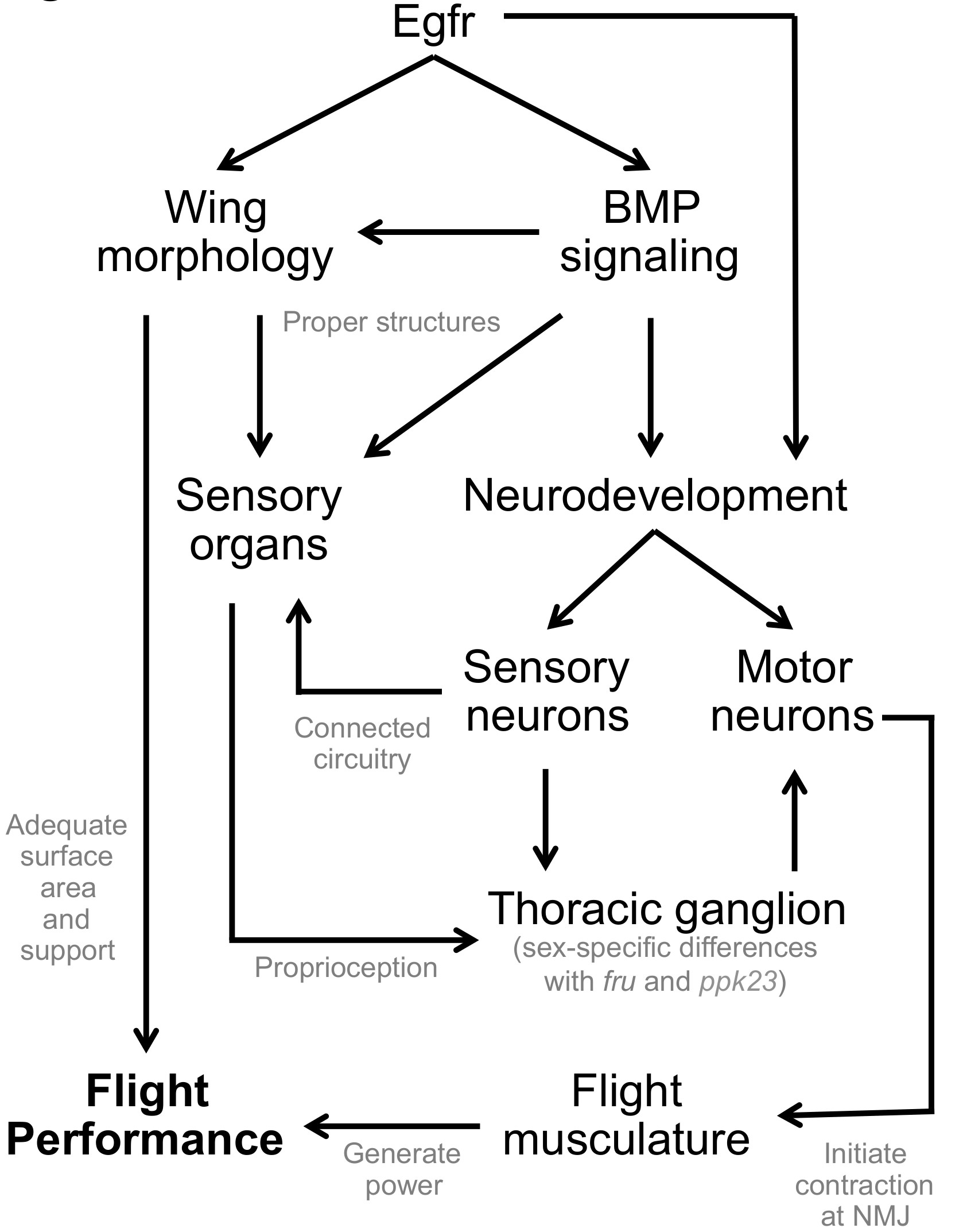 Flight performance – Adam Spierer